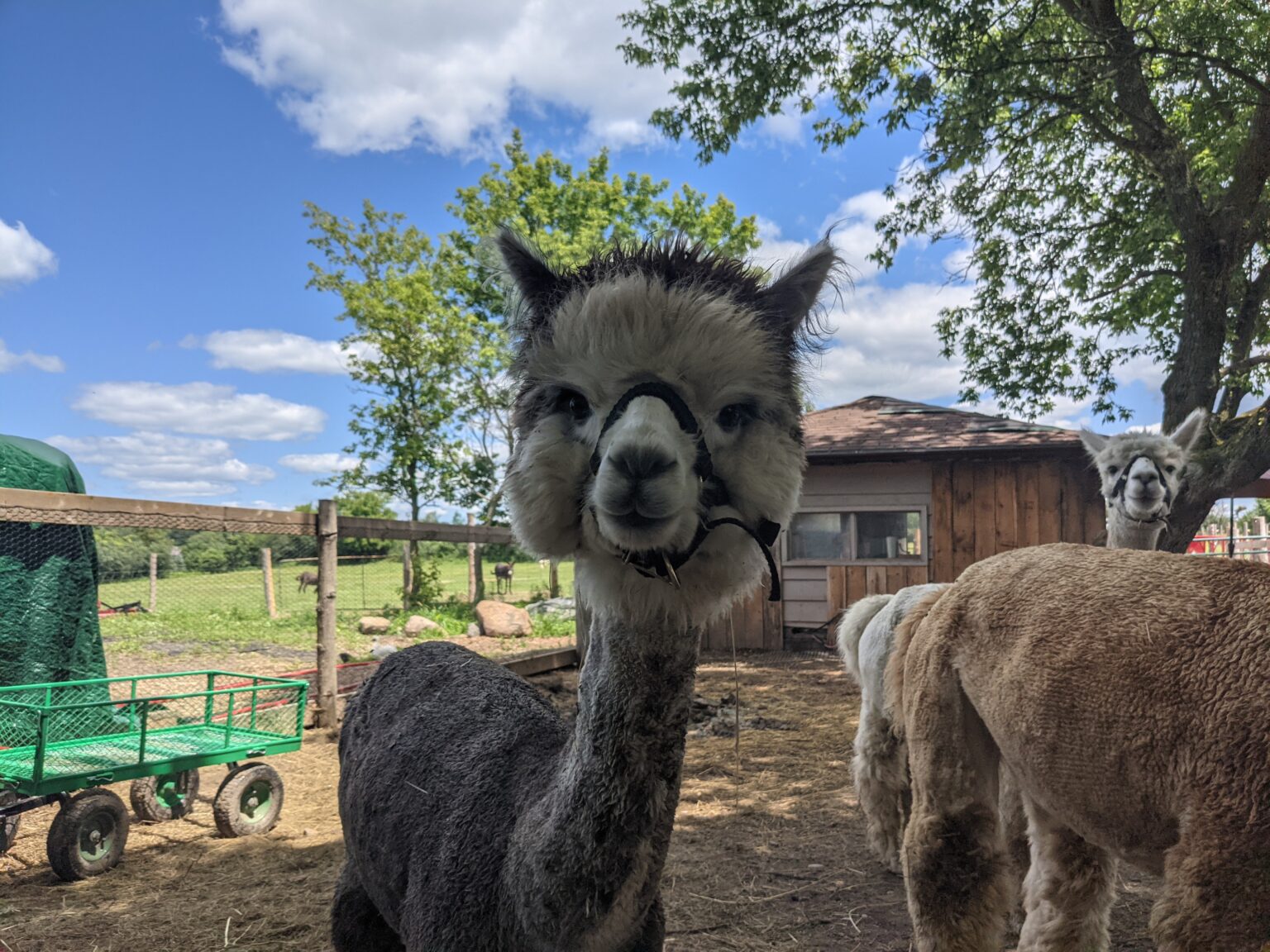 13 Best Alpaca Farms in Ontario | Pina Travels